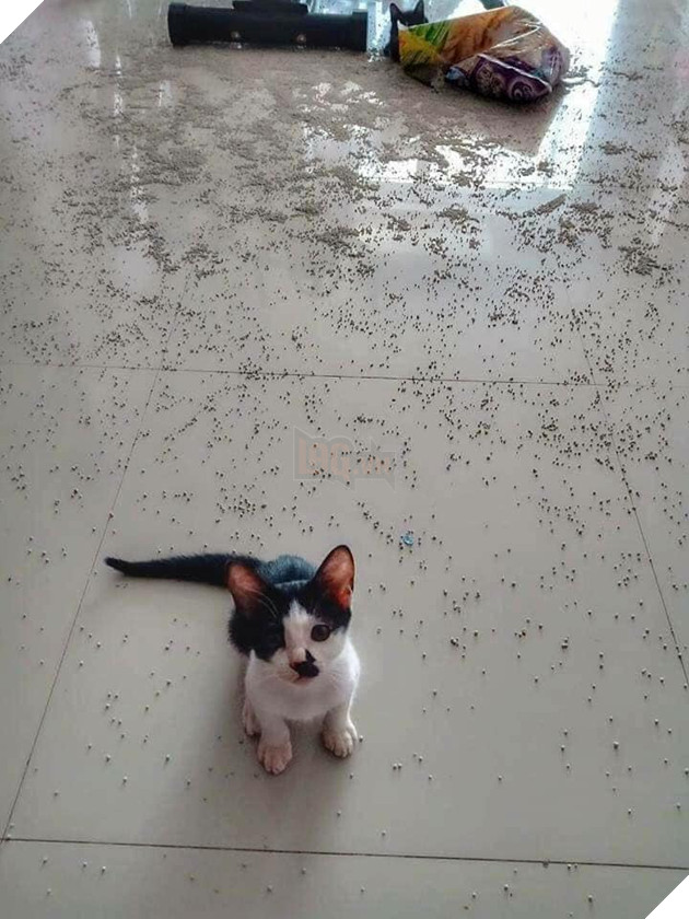 Hình ảnh Cho Thấy Mấy Con Mèo Là Chúa Nghịch Ngợm Và Thích Làm Trò Mèo Khiến Cho Các Sen Cười